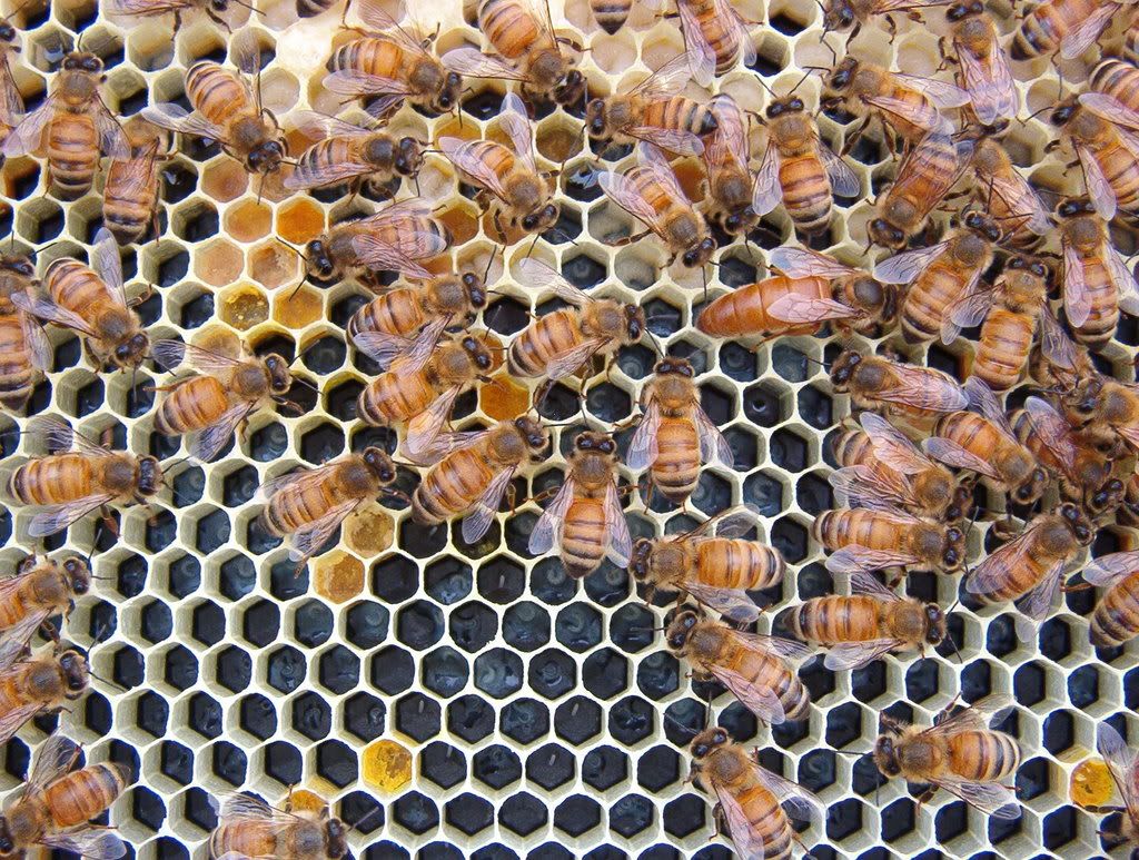My first queen pic | Beesource Beekeeping Forums