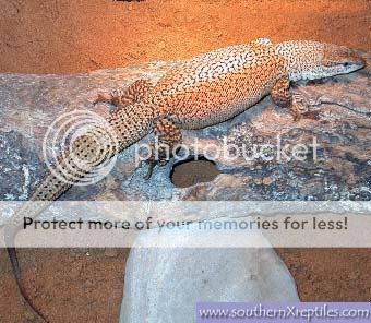 Pygmy mulga monitor - Alchetron, The Free Social Encyclopedia