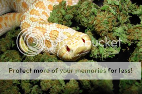can snakes get high on cannabis ? | Reptile Forums