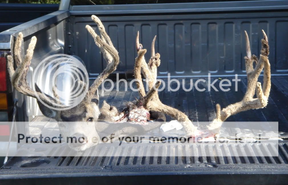 How big is 170 inch muley???? | Archery Talk Forum