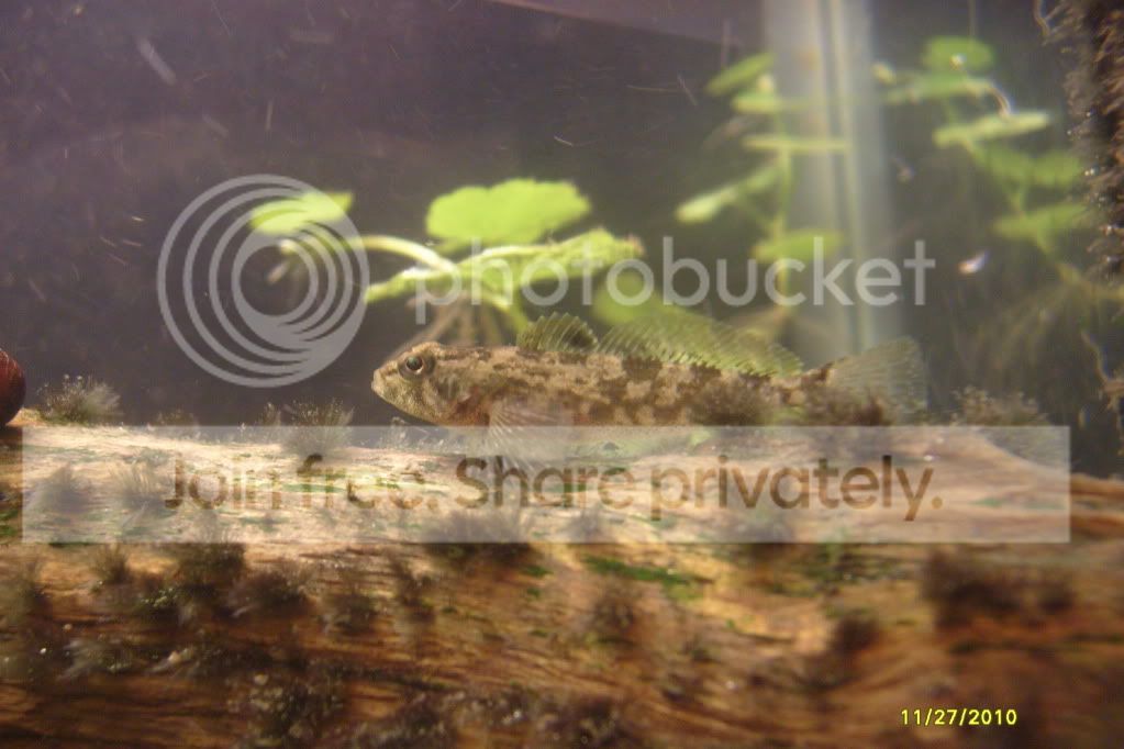 FRESHWATER STONE FISH! | Page 4 | MonsterFishKeepers.com