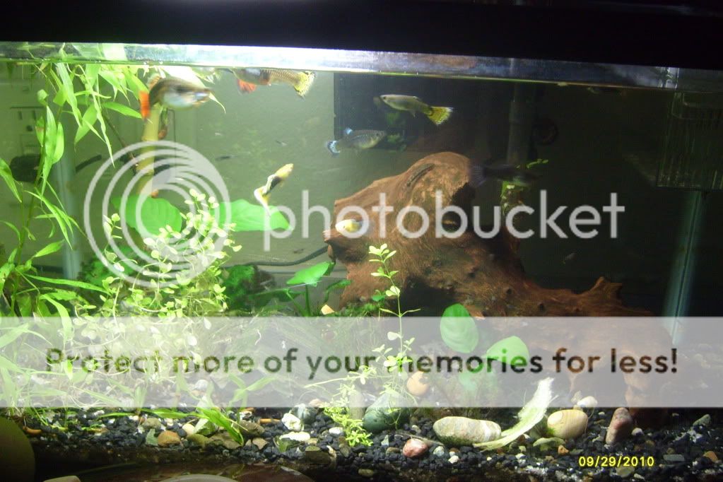 Mix Breeding Guppies | MonsterFishKeepers.com