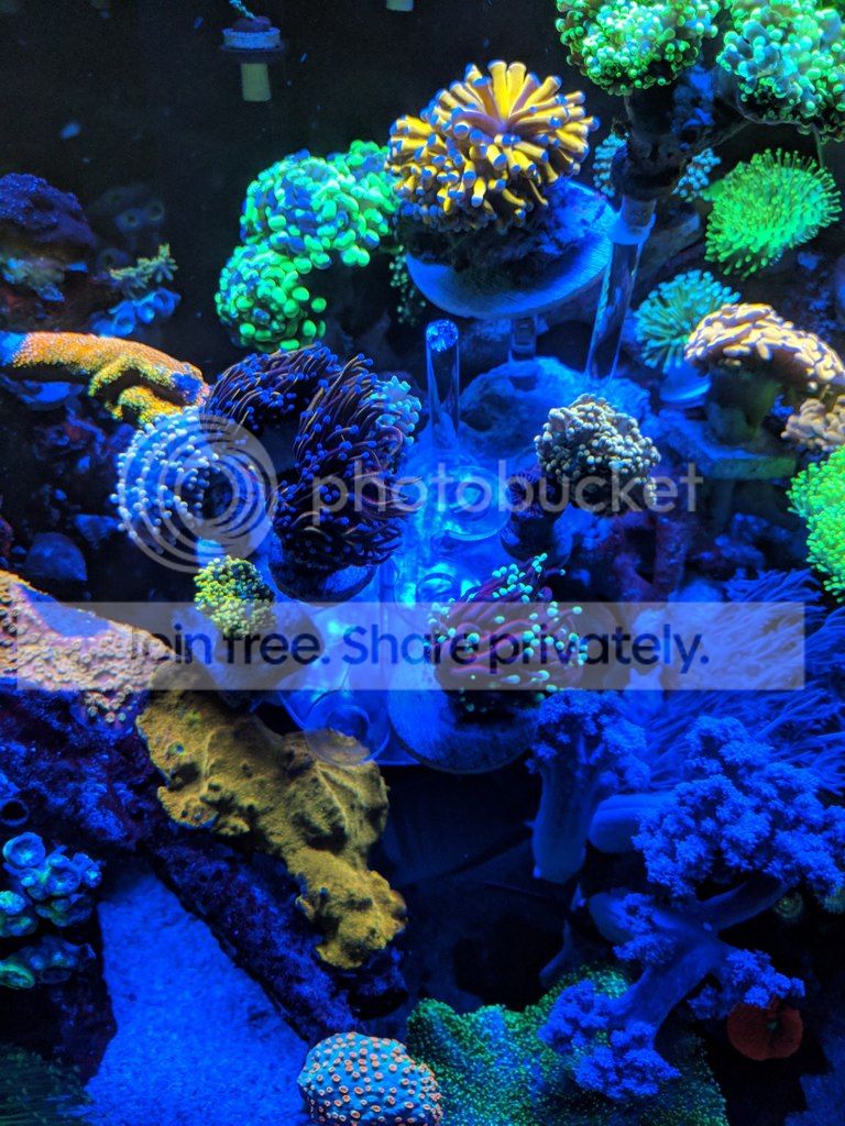 120g Euphyllia tank | REEF2REEF Saltwater and Reef Aquarium Forum