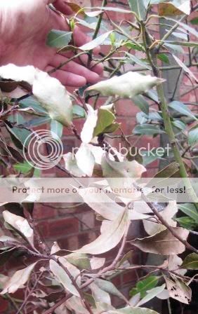 Bay Tree Dead? | Gardeners Corner - The Friendly Gardening Forum