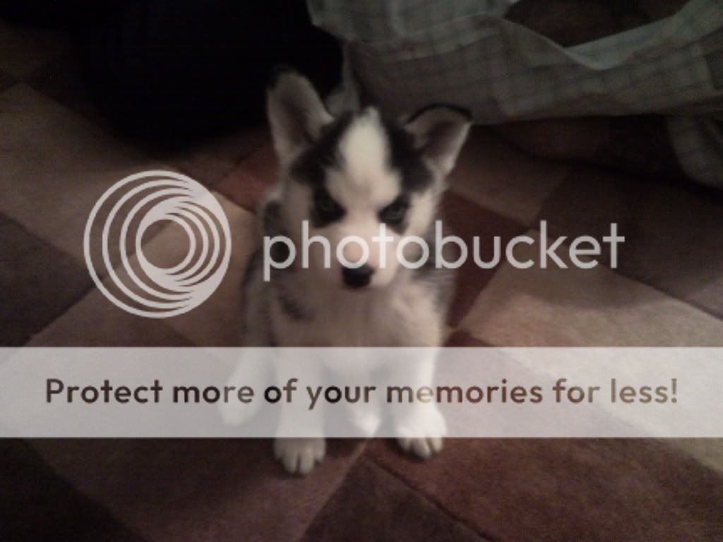 My Evil Husky | Reptile Forums