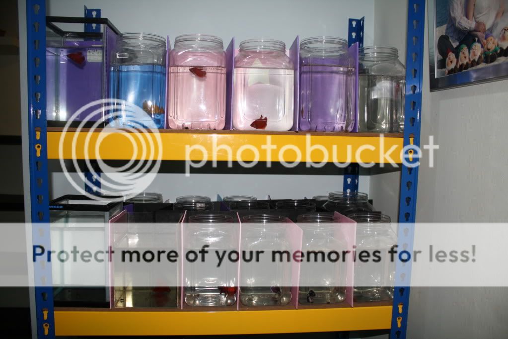 my betta rack at home - Arofanatics Fish Talk Forums