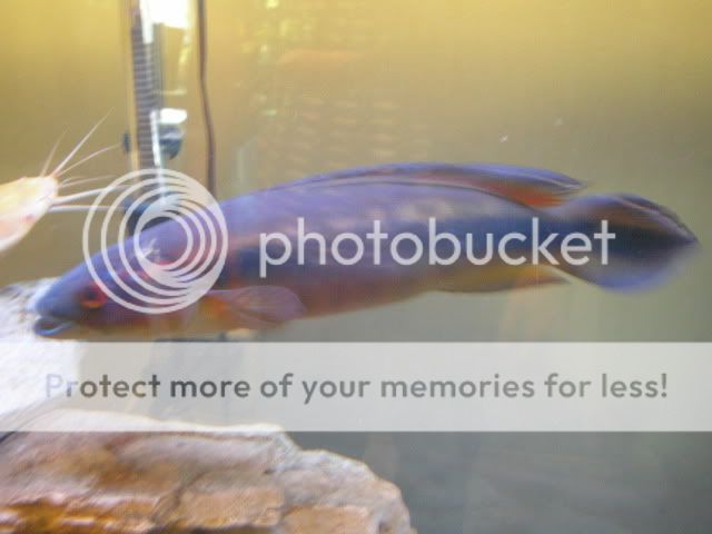 day two and the pikes a bute!....or brute? | Cichlid Fish Forum